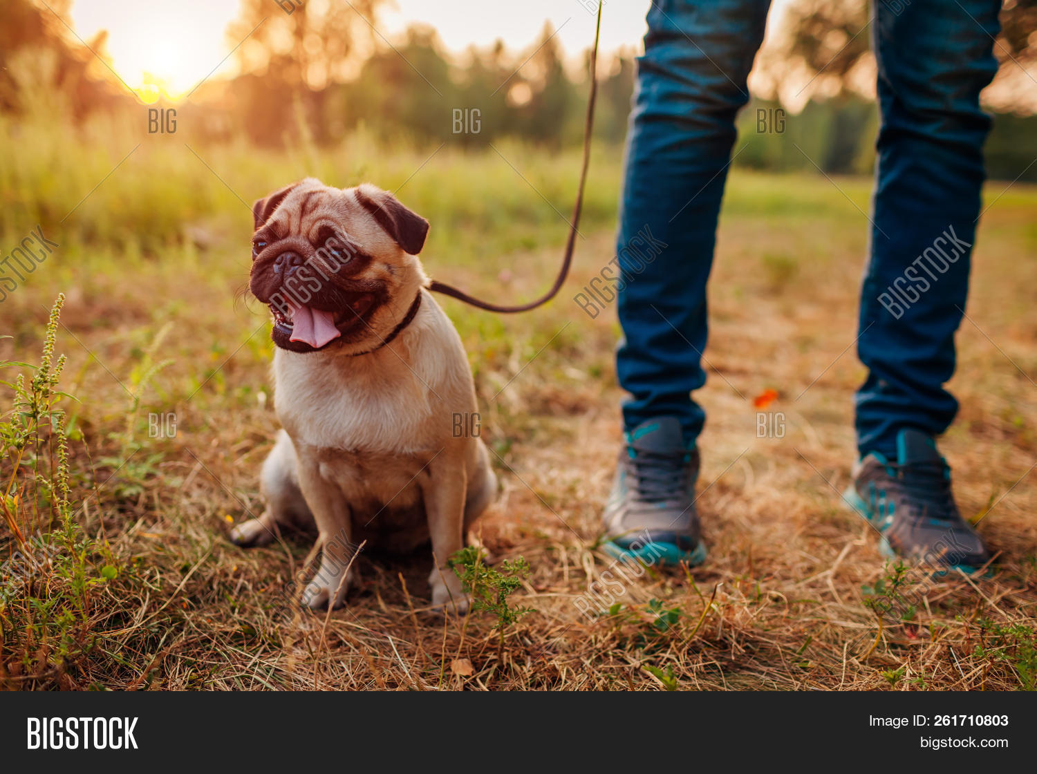 Master Walking Pug Dog Image & Photo (Free Trial) | Bigstock