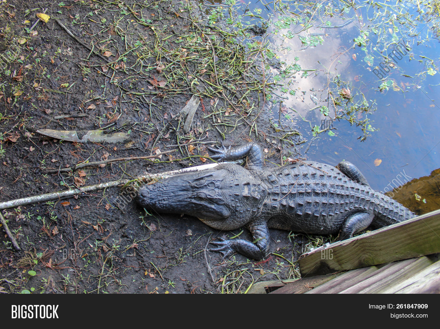 Large Alligator On Image & Photo (Free Trial) | Bigstock