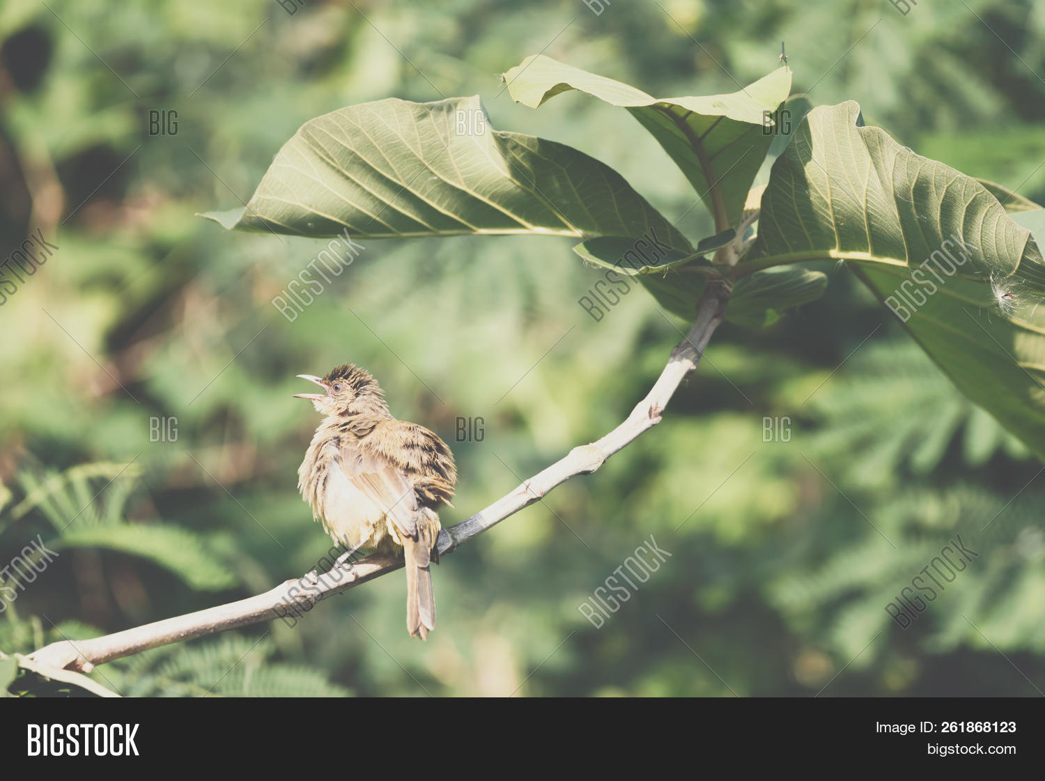Bird (streak-eared Image & Photo (Free Trial) | Bigstock
