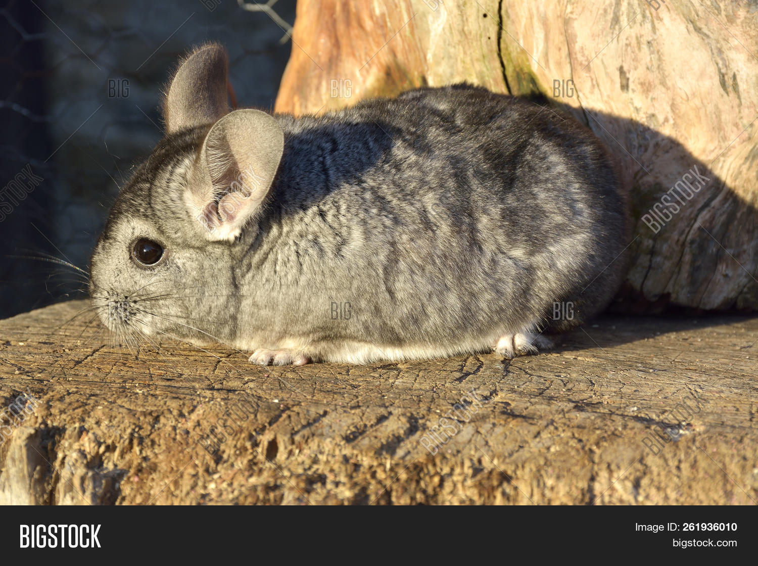 Gray Chinchilla On Image & Photo (Free Trial) | Bigstock