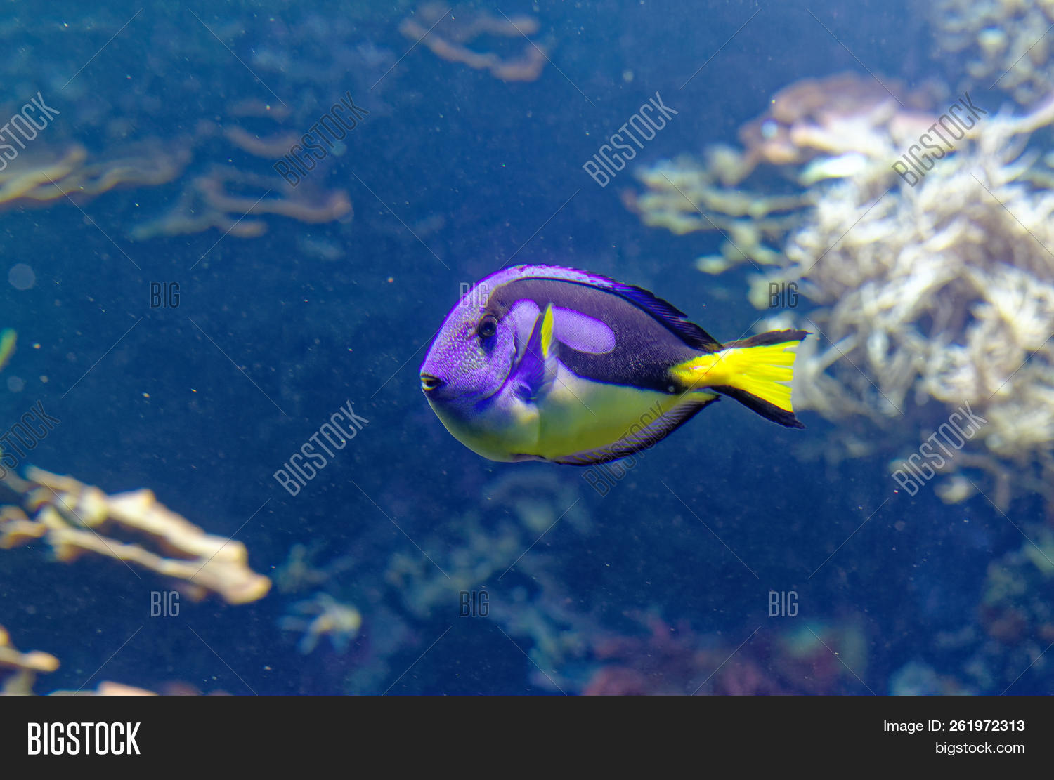Tropical Fish Dorie Image & Photo (Free Trial) | Bigstock