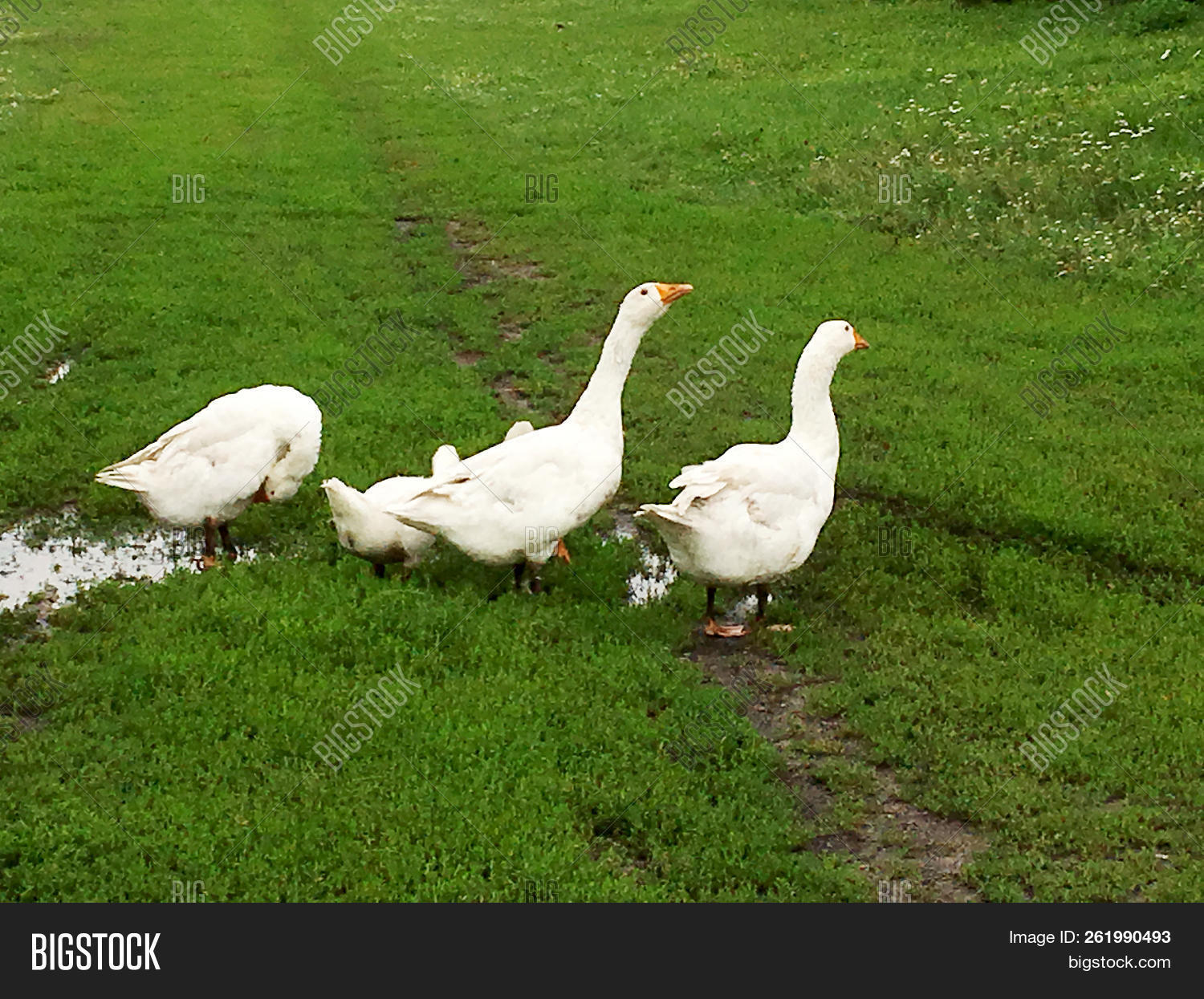 Family White Animals Image & Photo (Free Trial) | Bigstock