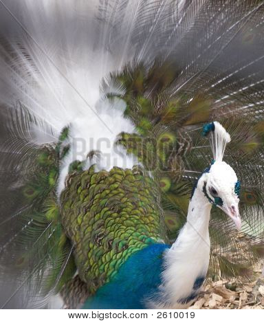 Pied Peacock 2 Image & Photo (Free Trial) | Bigstock
