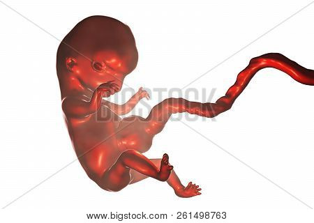 8-weeks Human Embryo Image & Photo (Free Trial) | Bigstock