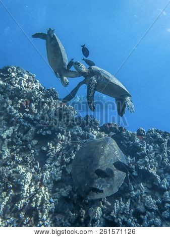 Three Sea Turtles Image & Photo (Free Trial) | Bigstock
