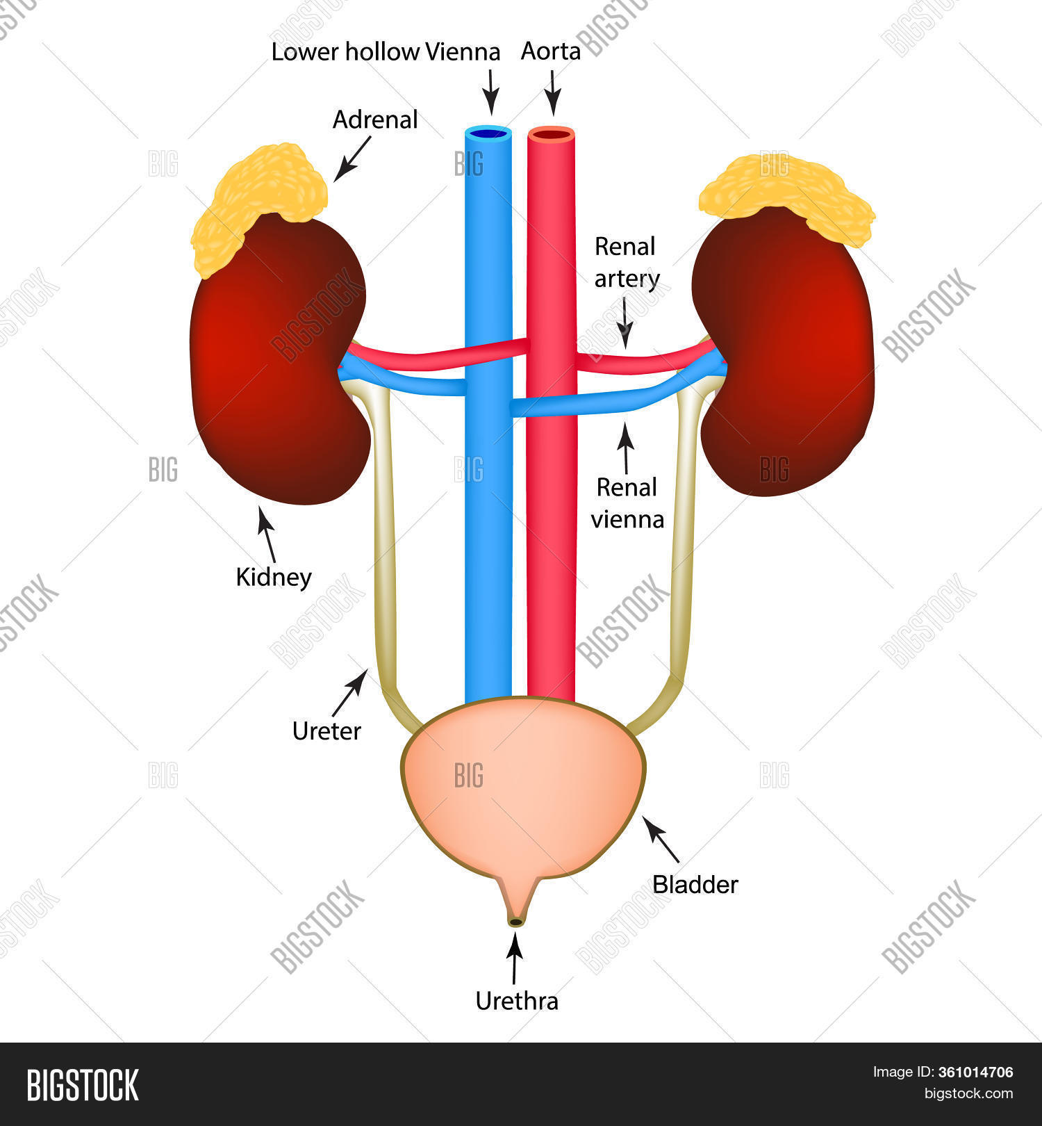 Structure Kidneys Image & Photo (Free Trial) | Bigstock