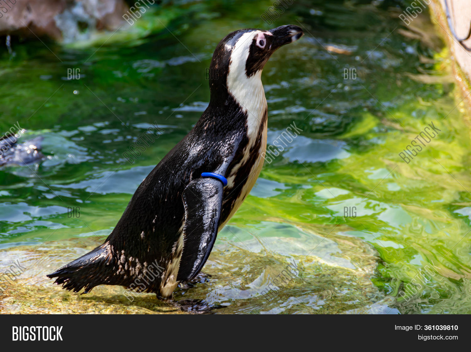 African Penguin While Image & Photo (Free Trial) | Bigstock
