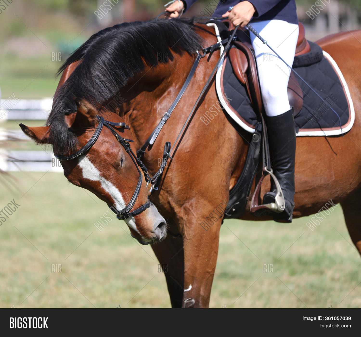 Beautiful Thoroughbred Image & Photo (Free Trial) | Bigstock