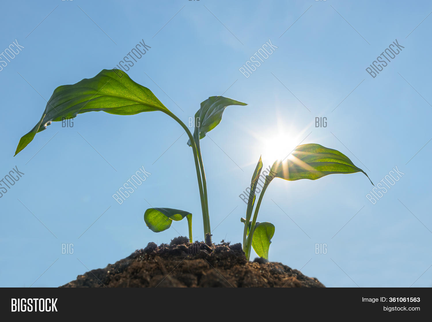 Green Sprout Grows Image & Photo (Free Trial) | Bigstock
