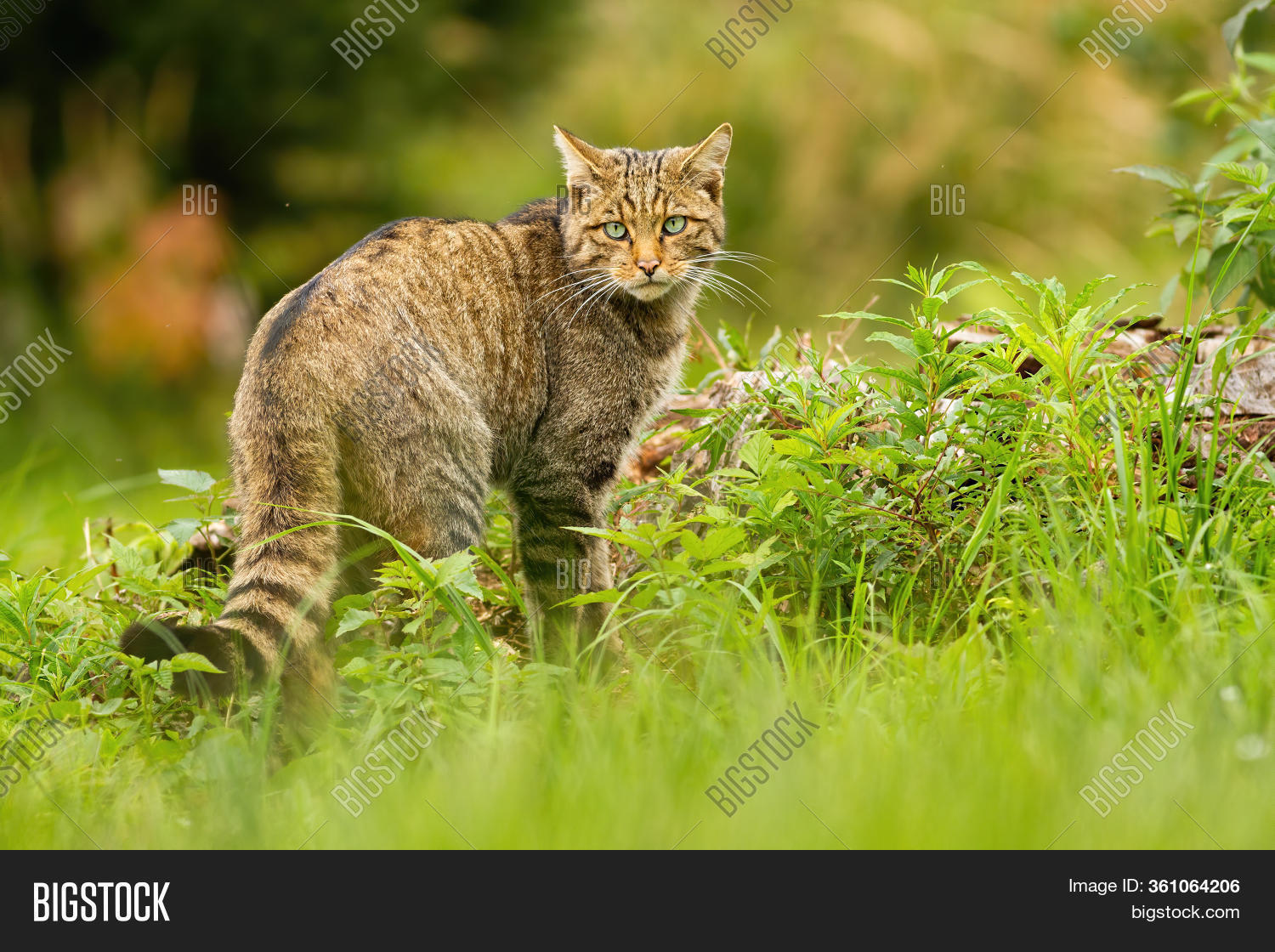 European Wildcat Black Image & Photo (Free Trial) | Bigstock