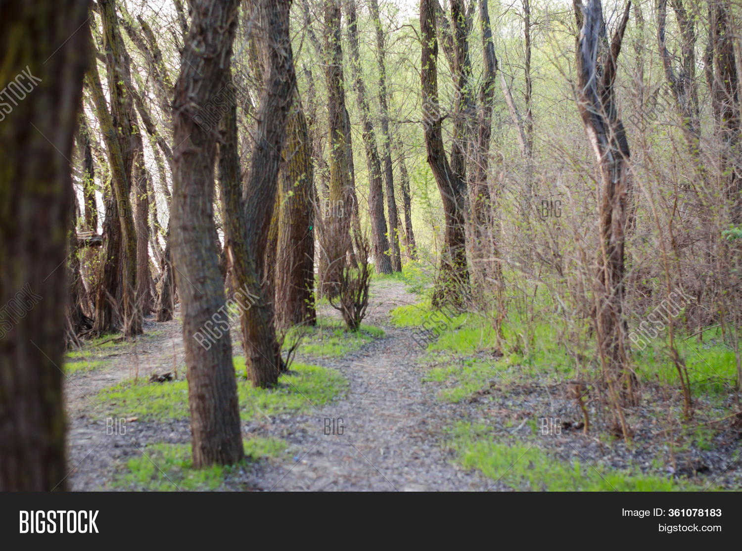 Walking Path Forest. Image & Photo (Free Trial) | Bigstock