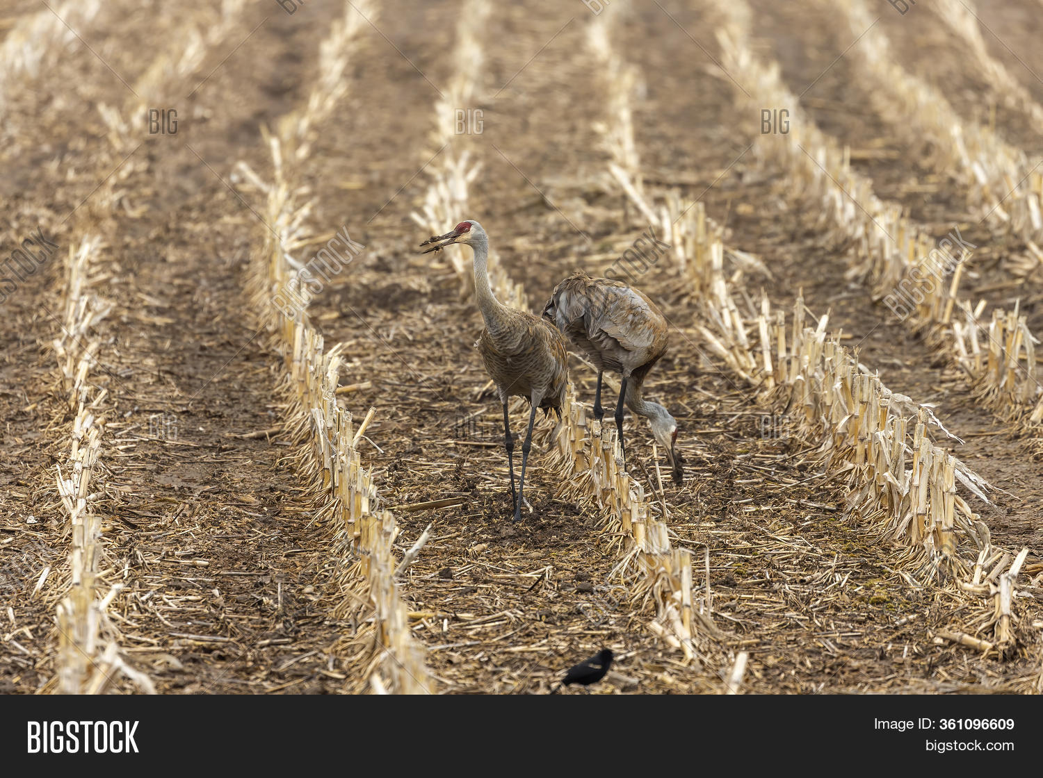 Sandhill Cranes Image & Photo (Free Trial) | Bigstock