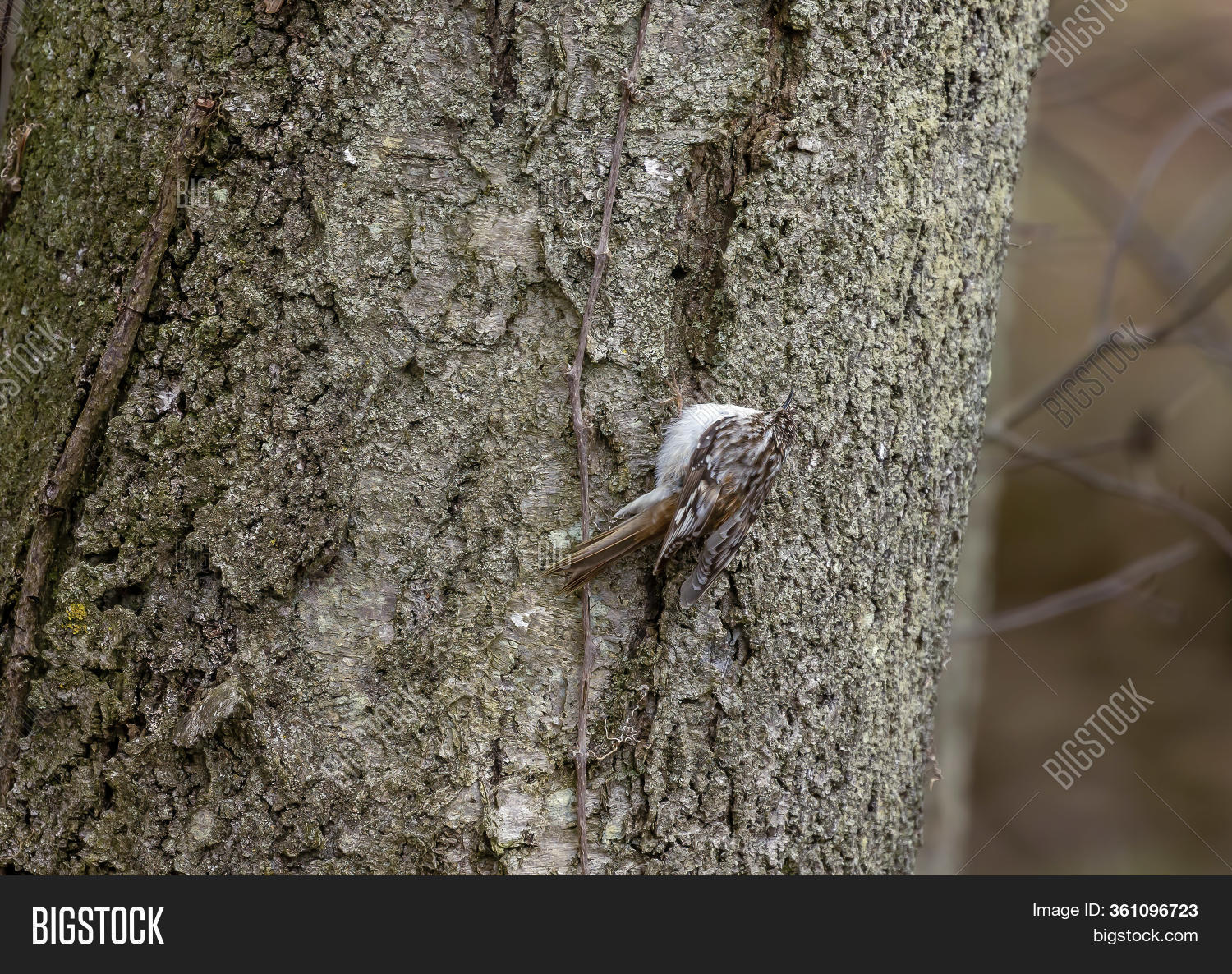 Brown Creeper Known Image & Photo (Free Trial) | Bigstock