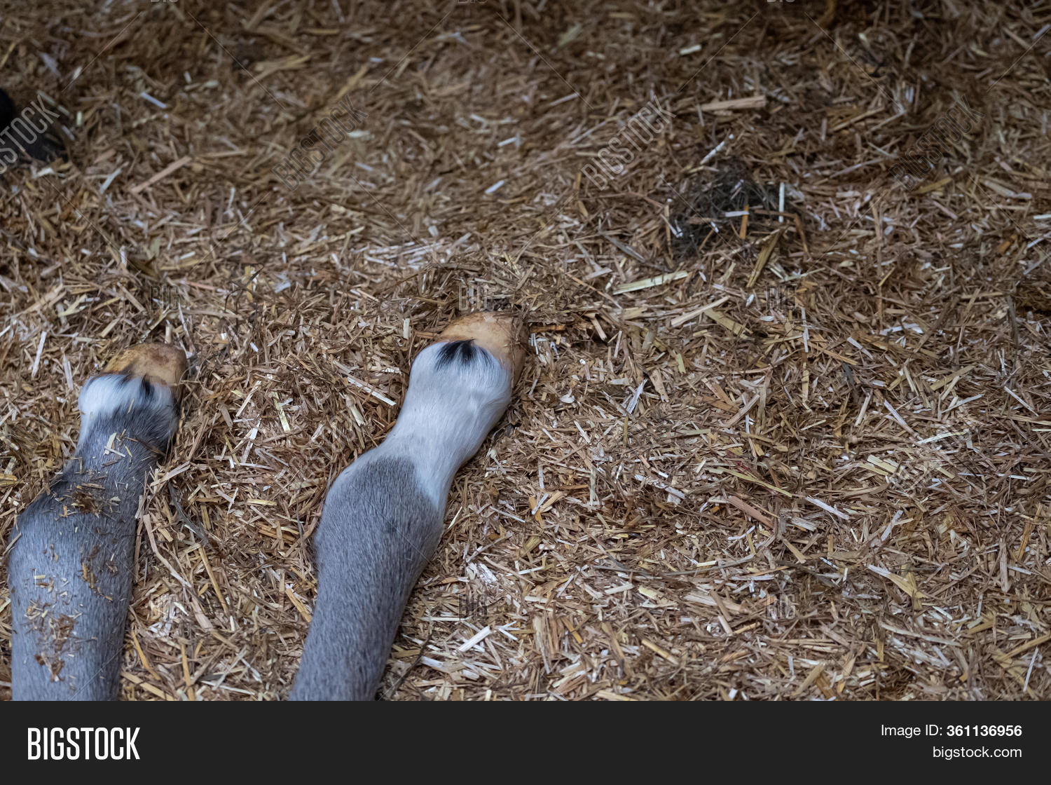 Little Newborn Foal Image & Photo (Free Trial) | Bigstock