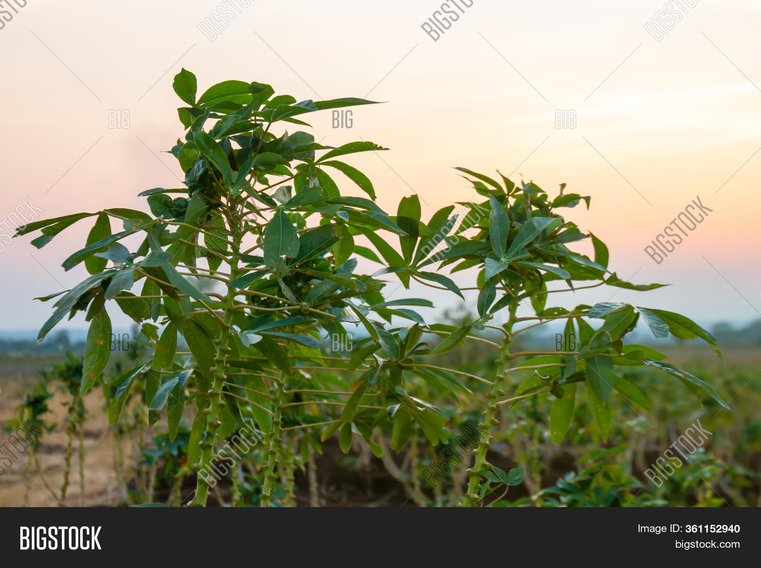 Cassava Tree Growth Image & Photo (Free Trial) | Bigstock