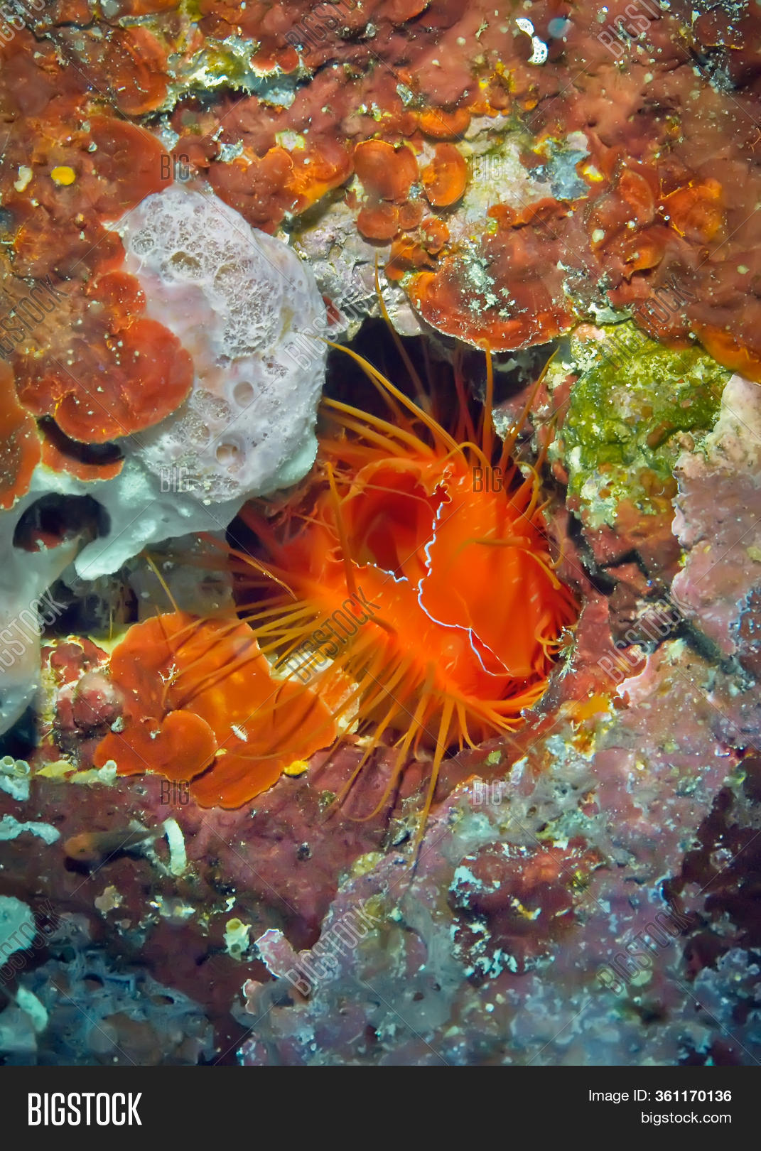 Sea Creature Electric Image & Photo (Free Trial) | Bigstock