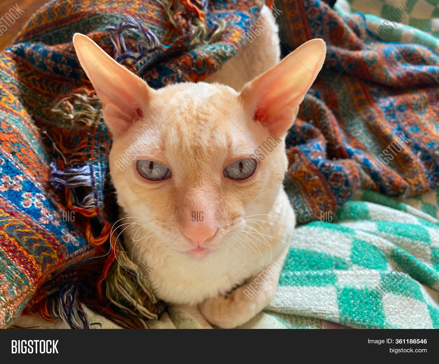 Beautiful Smal Cat Image & Photo (Free Trial) | Bigstock