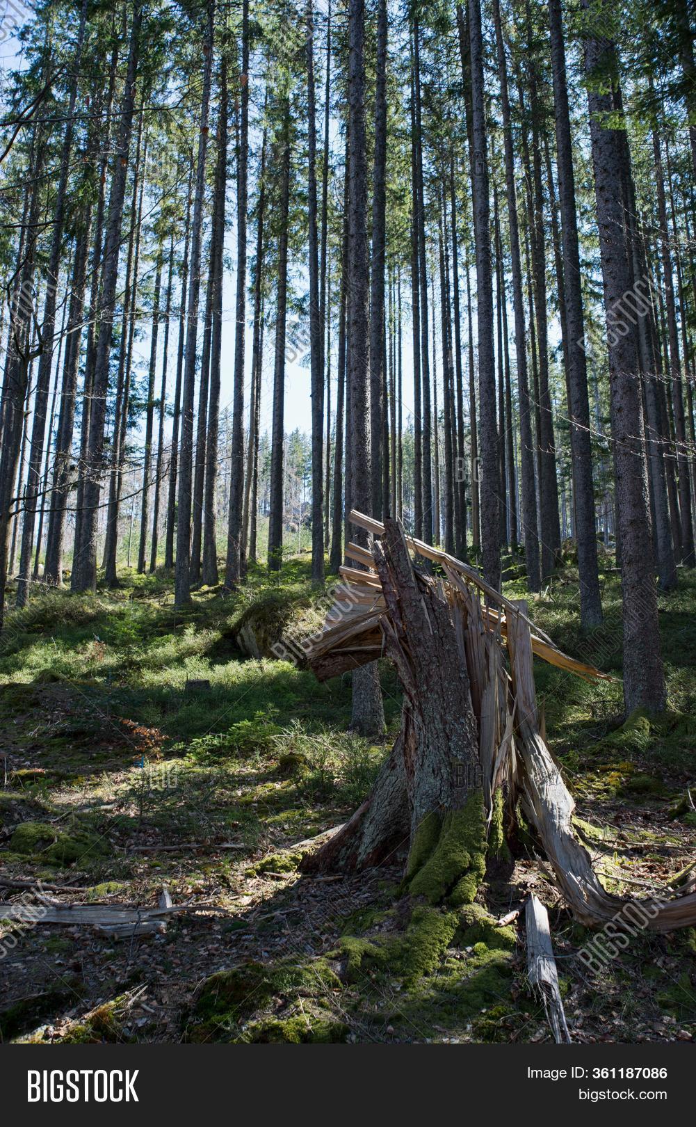 Ruined Forest Broken Image & Photo (Free Trial) | Bigstock
