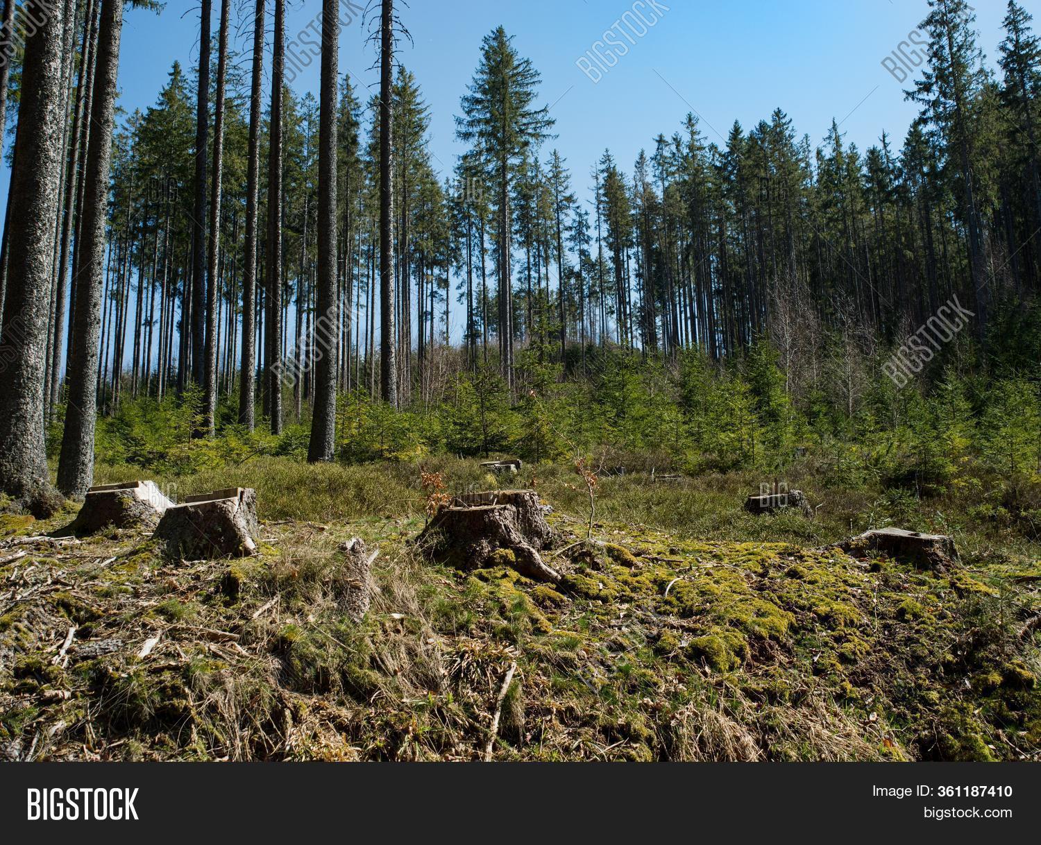 Ruined Forest Broken Image & Photo (Free Trial) | Bigstock
