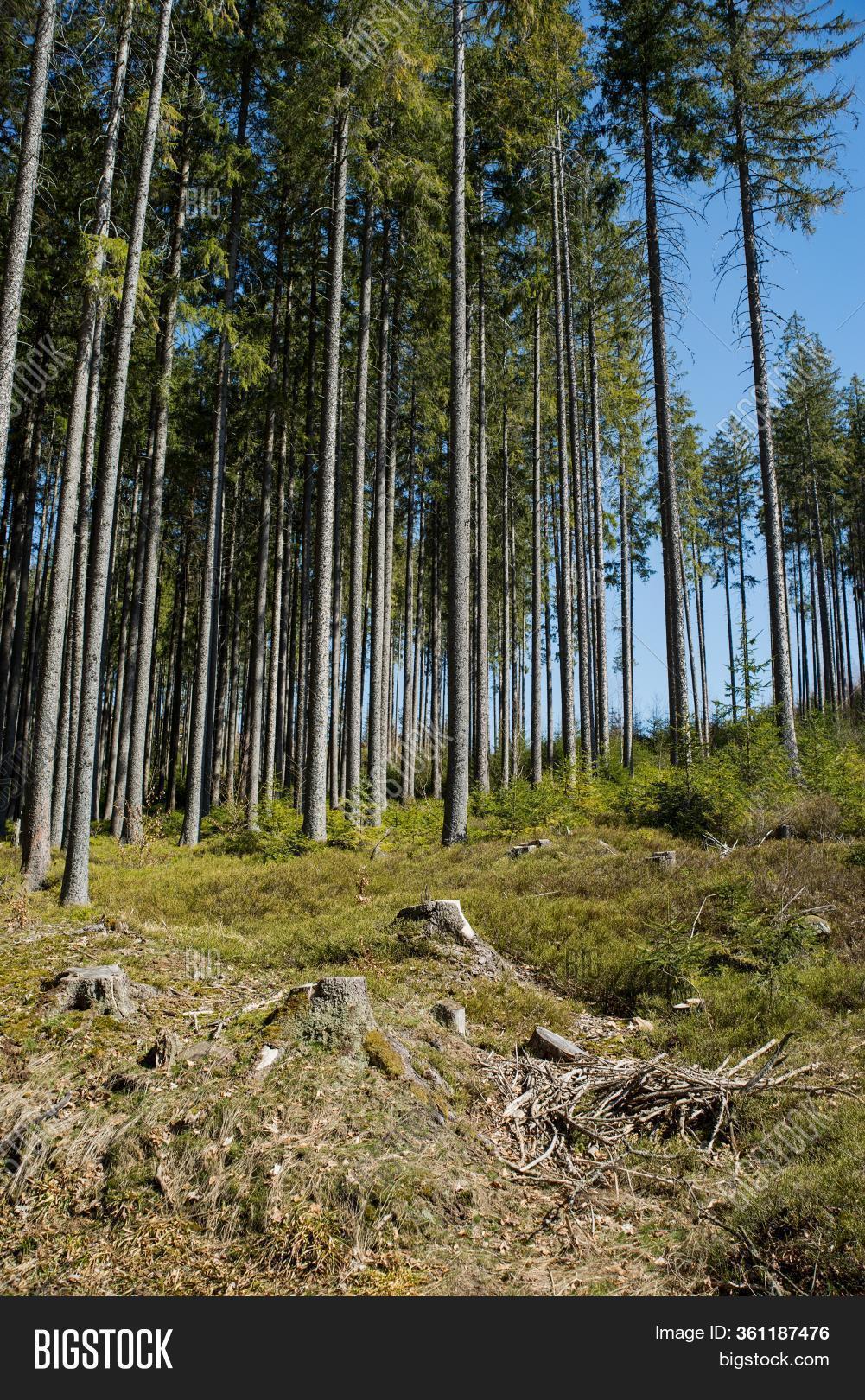 Ruined Forest Broken Image & Photo (Free Trial) | Bigstock