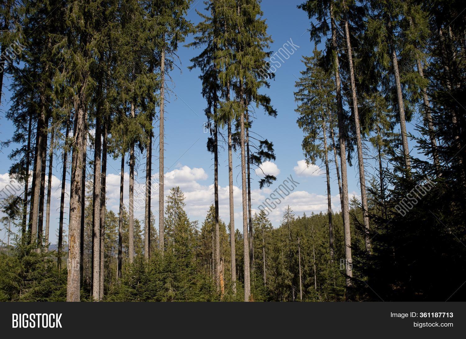 Ruined Forest Broken Image & Photo (Free Trial) | Bigstock