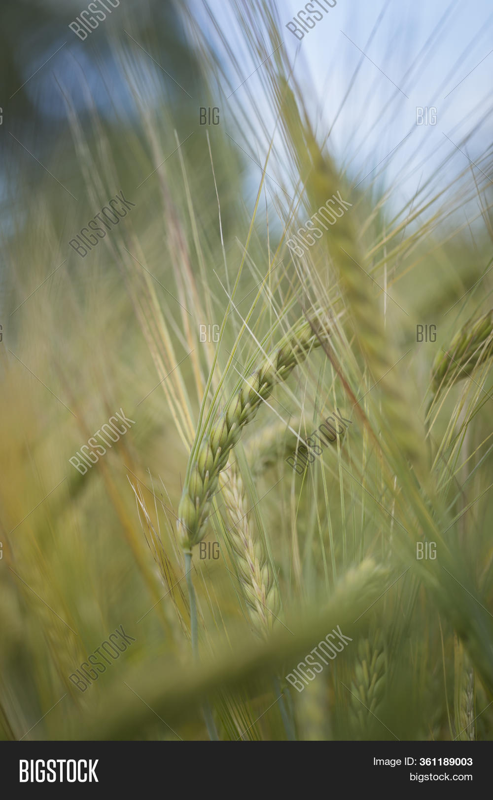 Closeup Barley Spike Image & Photo (Free Trial) | Bigstock