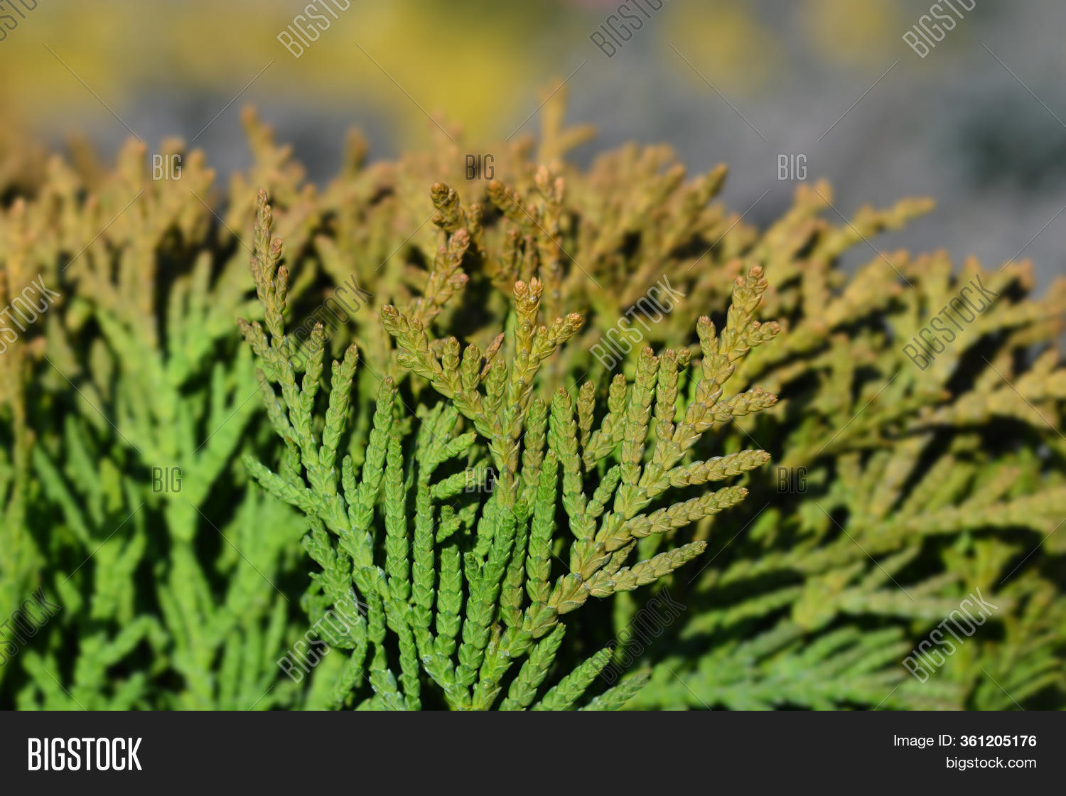 Danica Arborvitae - Image & Photo (Free Trial) | Bigstock
