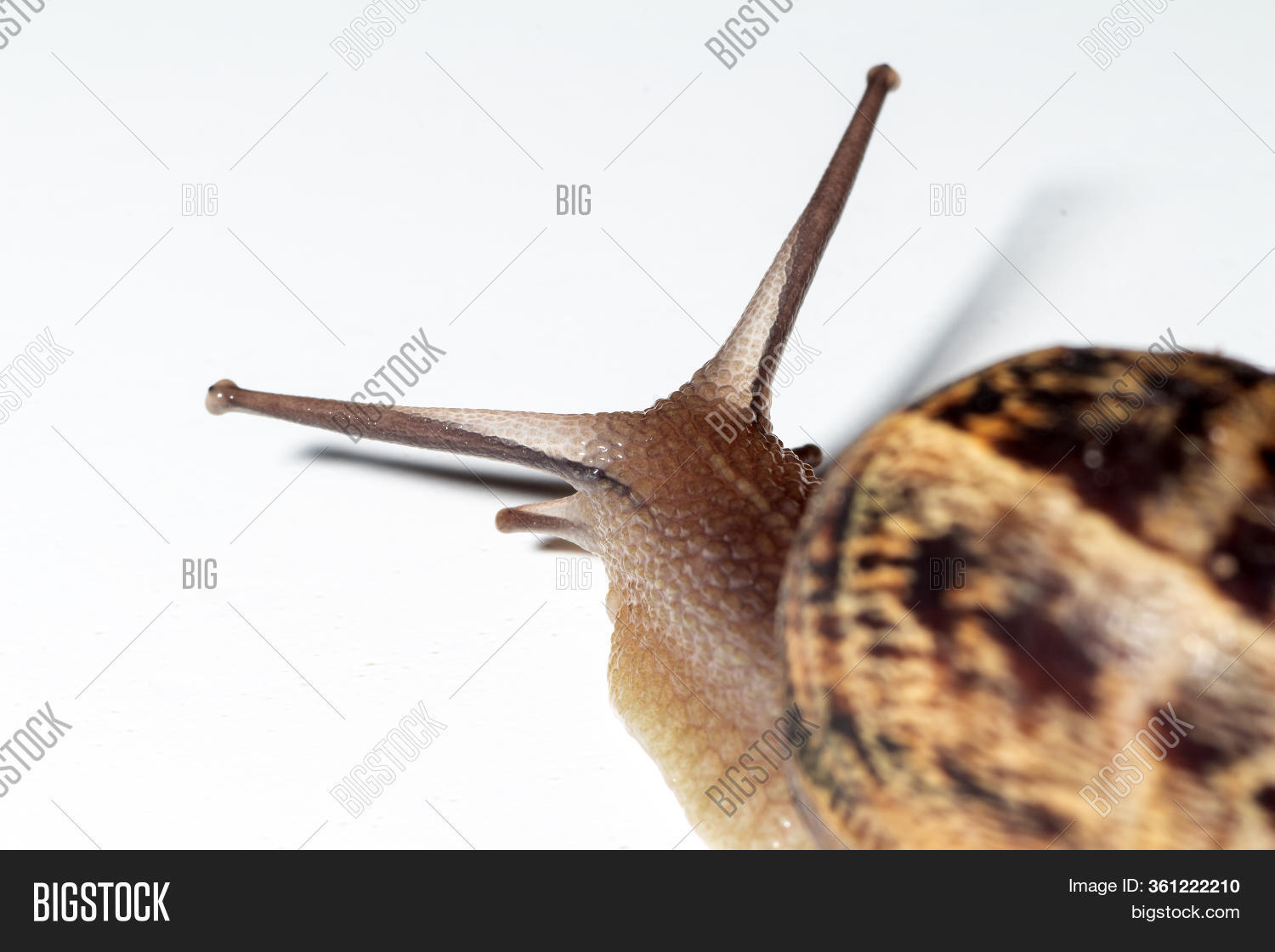 Snail Walks Slowly On Image & Photo (Free Trial) | Bigstock