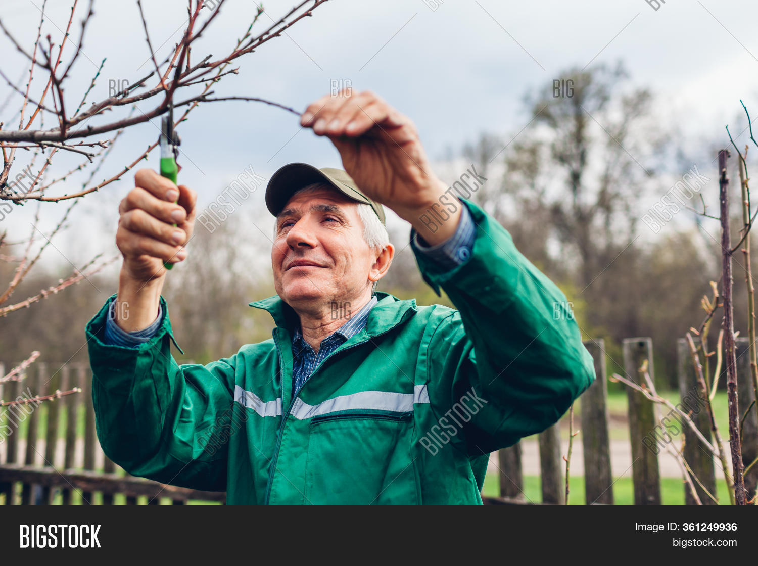 Man Pruning Tree Image & Photo (Free Trial) | Bigstock