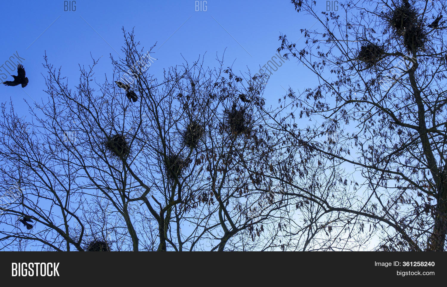 Crows Making Nests Image & Photo (Free Trial) | Bigstock