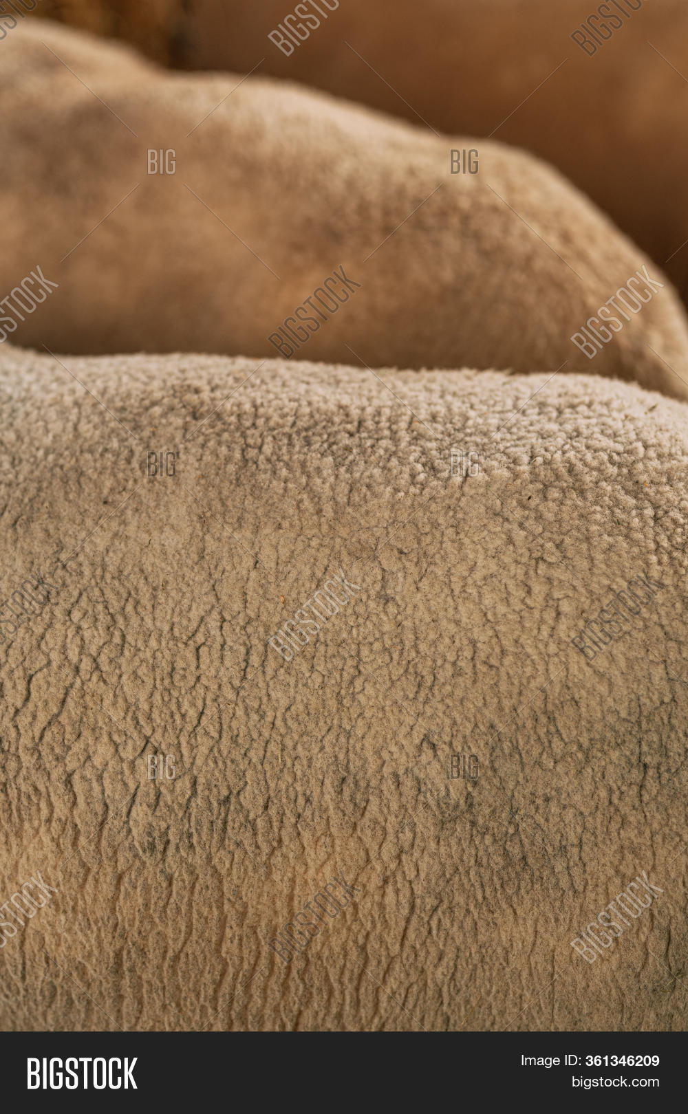 Sheep Wool Background Image & Photo (Free Trial) | Bigstock
