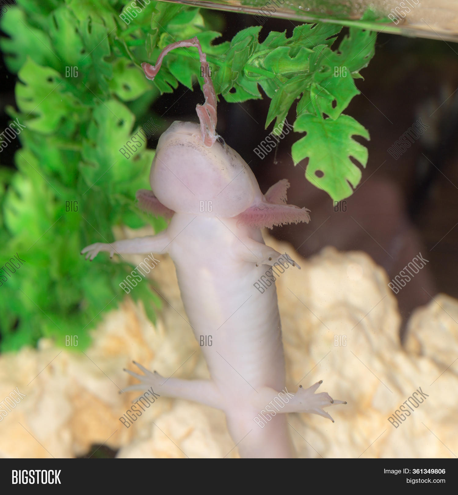 Pink Axolotl Eats Meat Image & Photo (Free Trial) | Bigstock