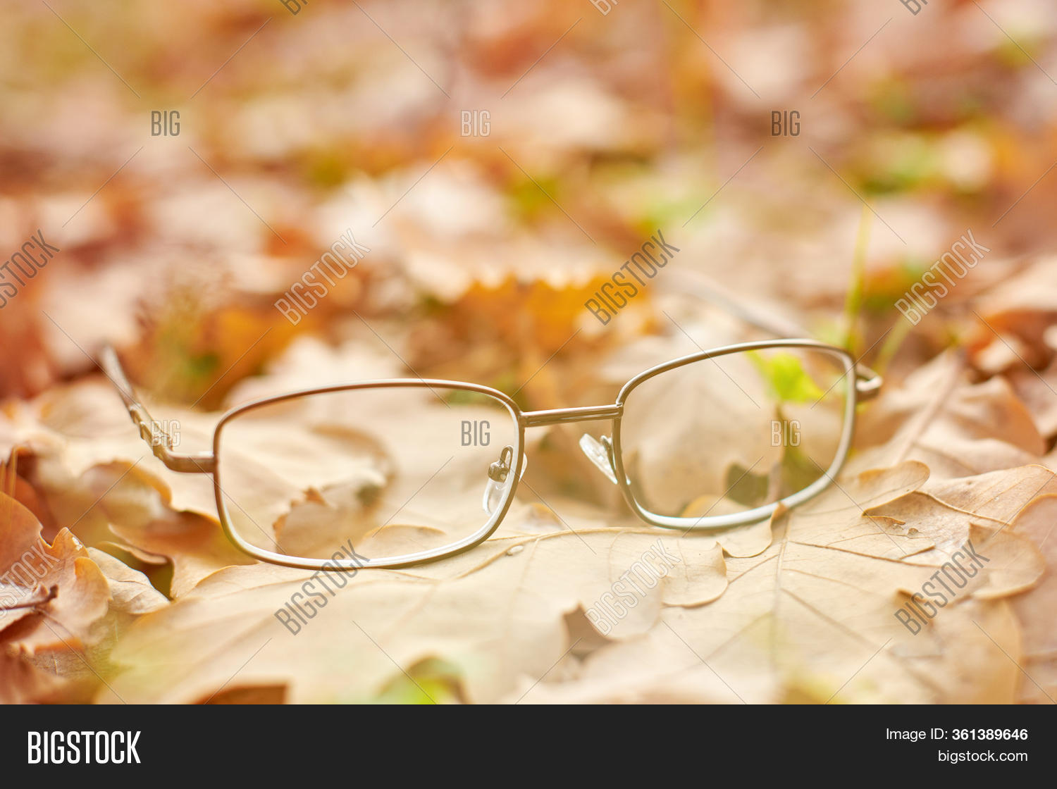 Glasses On Autumn Image & Photo (Free Trial) | Bigstock