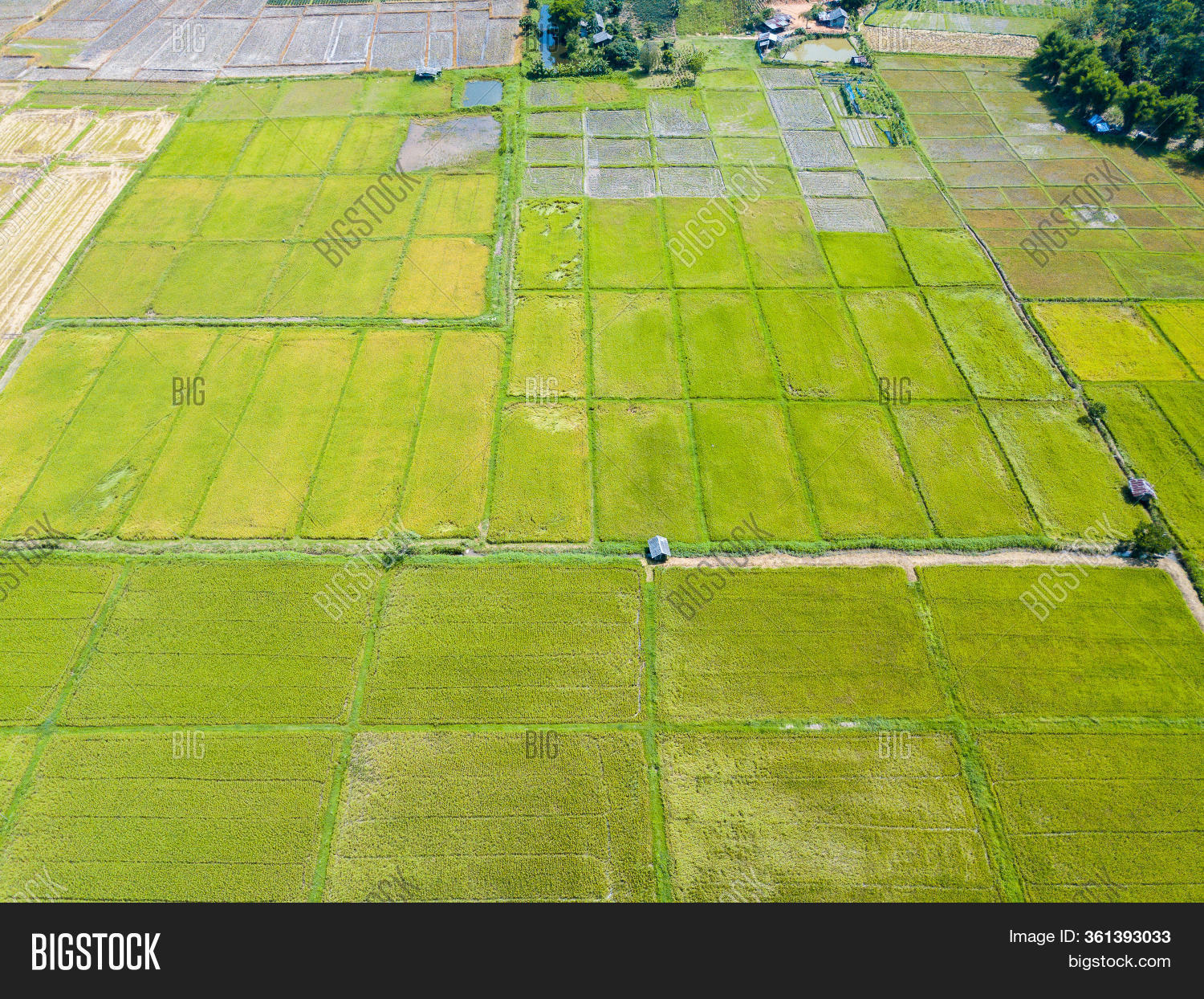 Aerial View Rice Field Image & Photo (Free Trial) | Bigstock