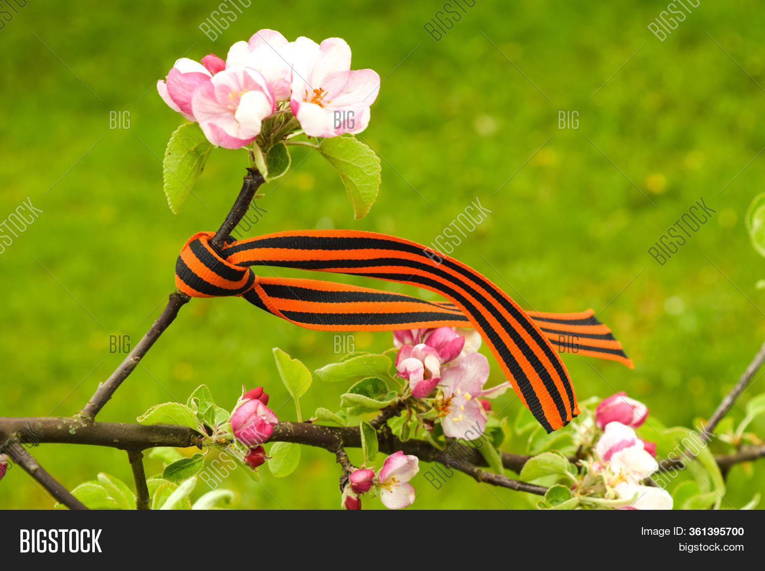 St. George Ribbon Image & Photo (Free Trial) | Bigstock