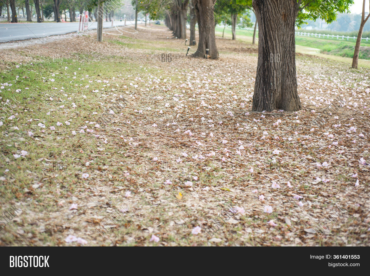 Pink Trumpet Tree Image & Photo (Free Trial) | Bigstock
