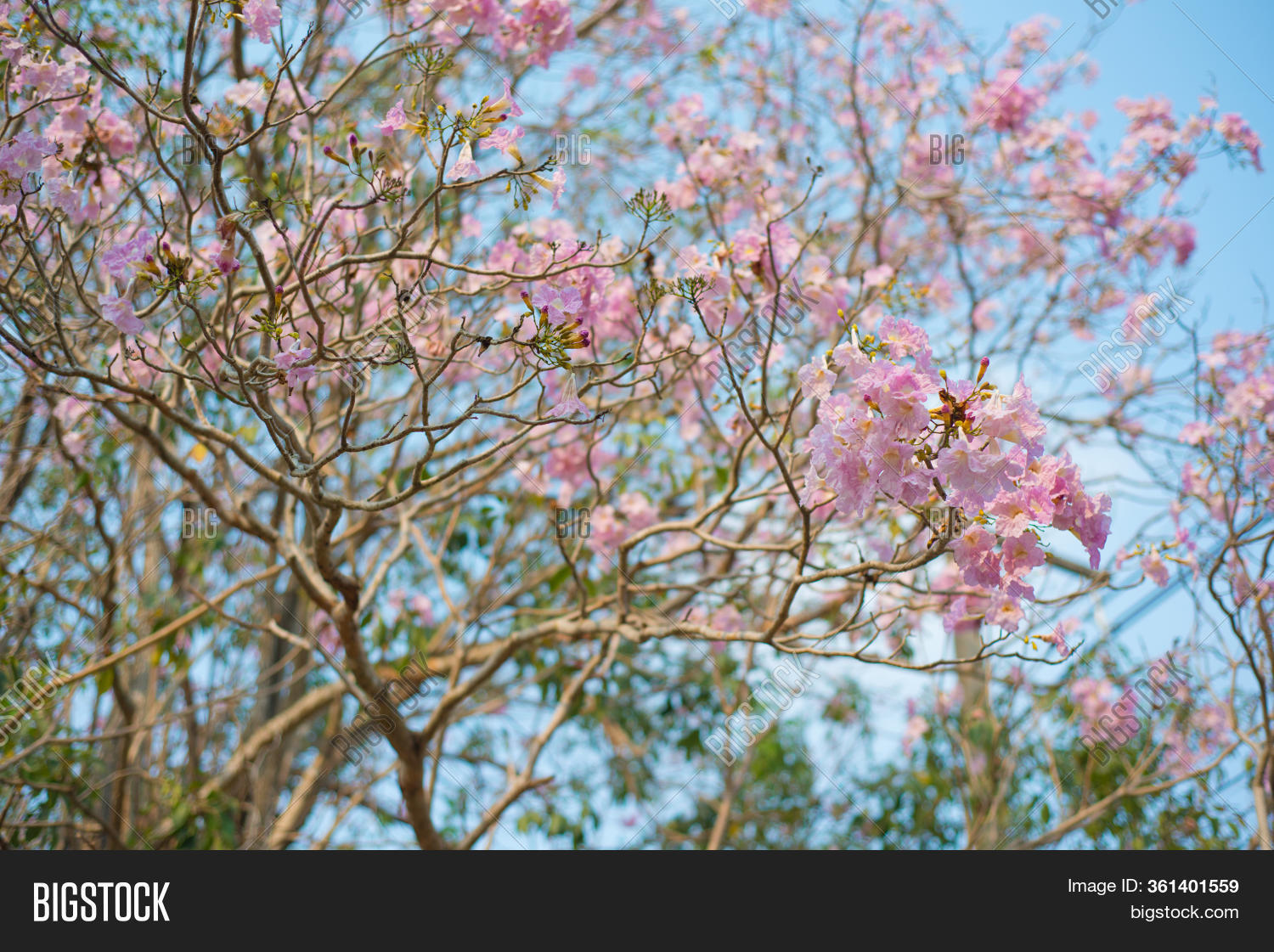 Pink Trumpet Tree Image & Photo (Free Trial) | Bigstock