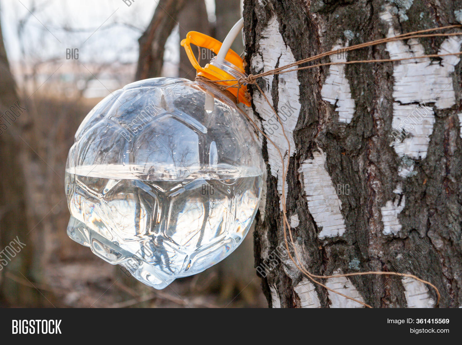 Collection Birch Sap. Image & Photo (Free Trial) | Bigstock