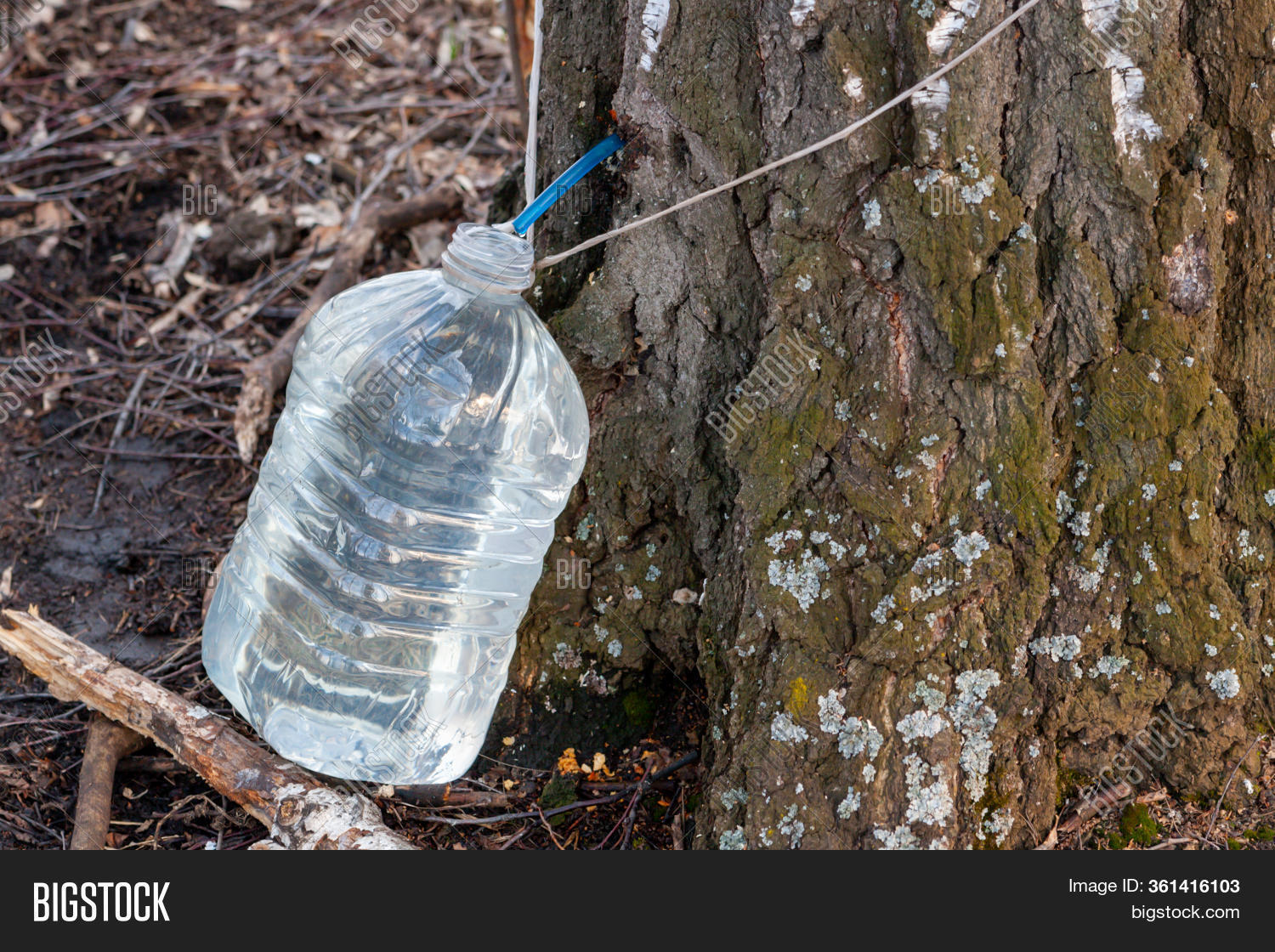 Collection Birch Sap Image & Photo (Free Trial) | Bigstock