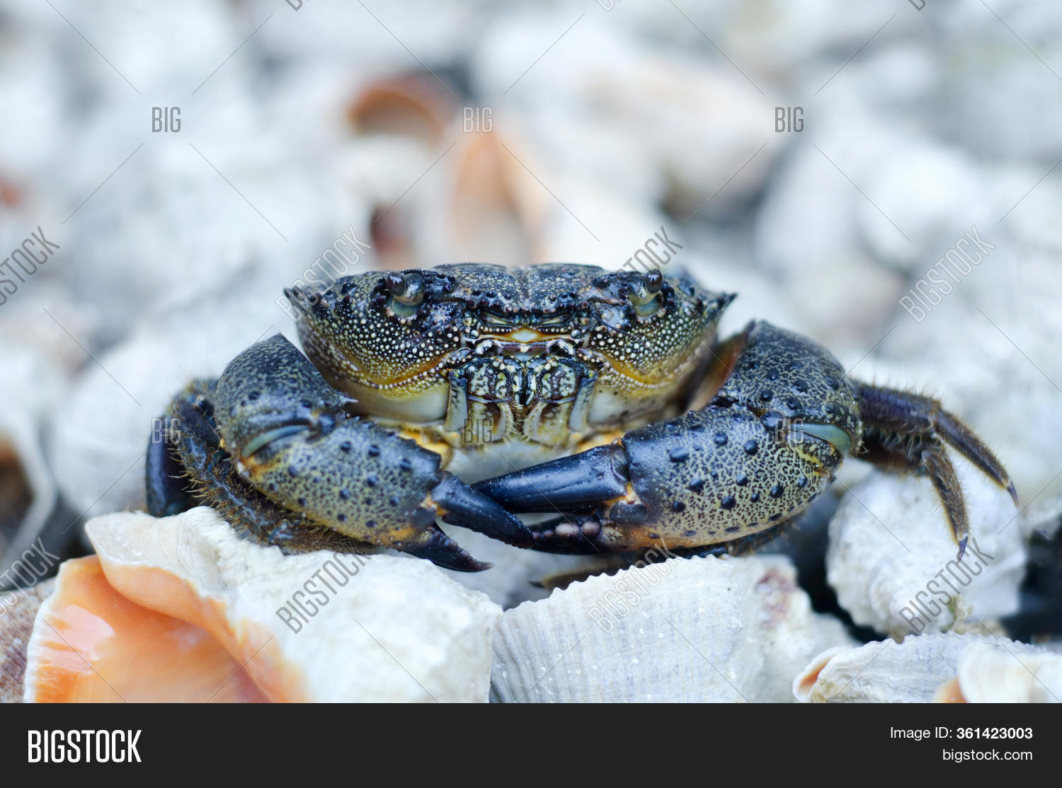 Black Sea Crab Large Image & Photo (Free Trial) | Bigstock