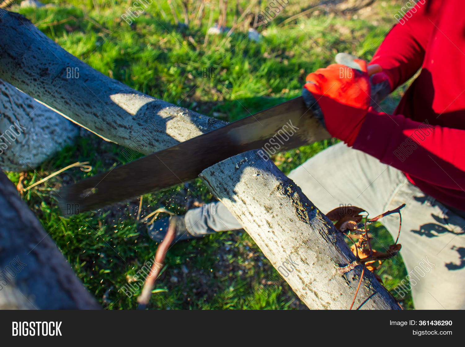 Man Cutting Tree Saw, Image & Photo (Free Trial) | Bigstock