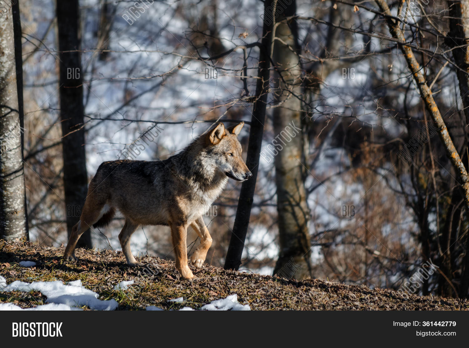 Male Italian Wolf ( Image & Photo (Free Trial) | Bigstock