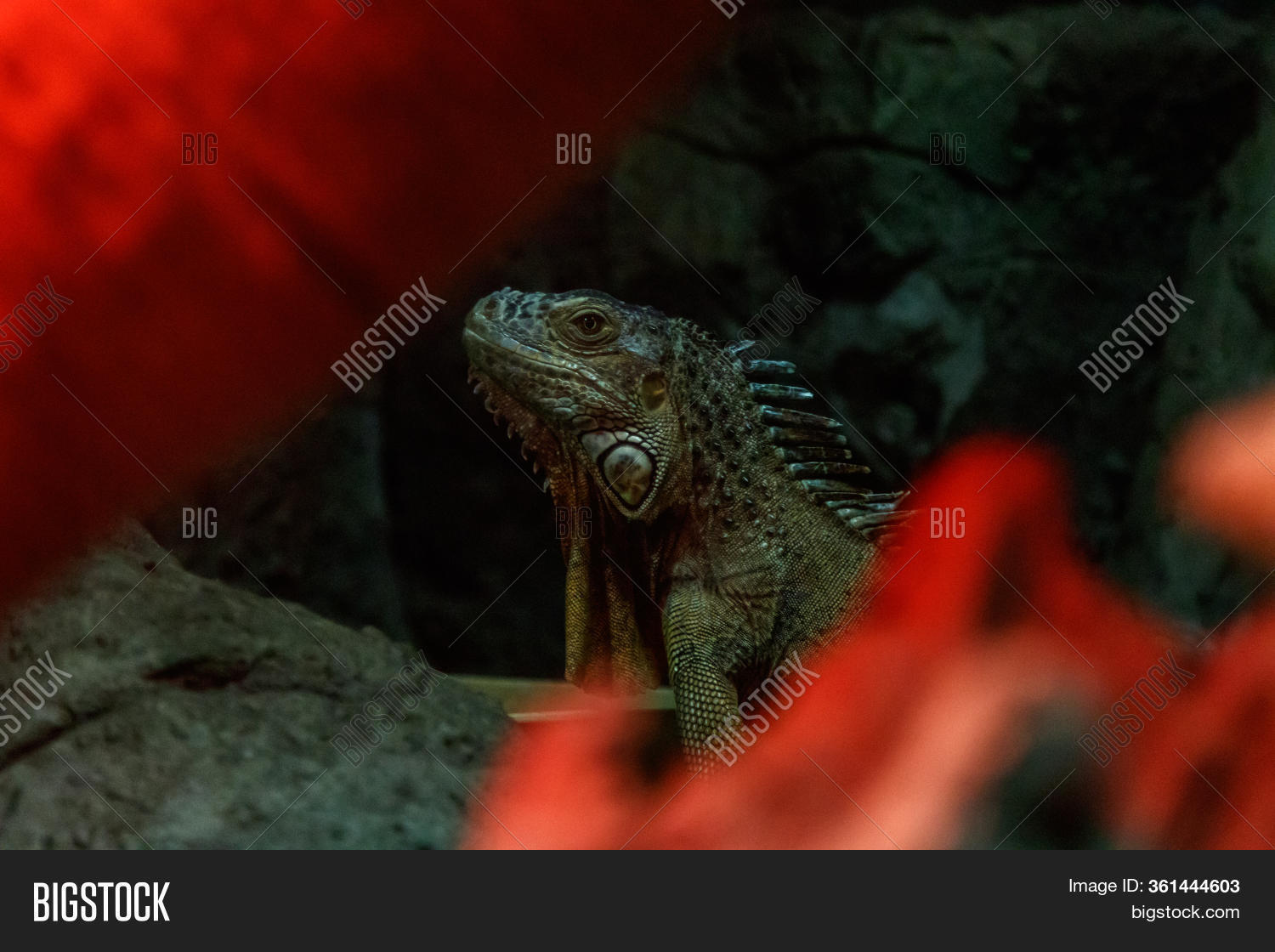 Beautiful Iguana Image & Photo (Free Trial) | Bigstock