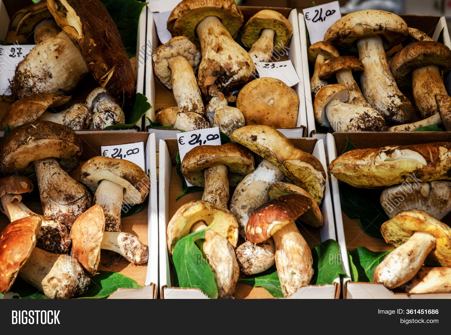 Many Penny Bun Image & Photo (Free Trial) | Bigstock