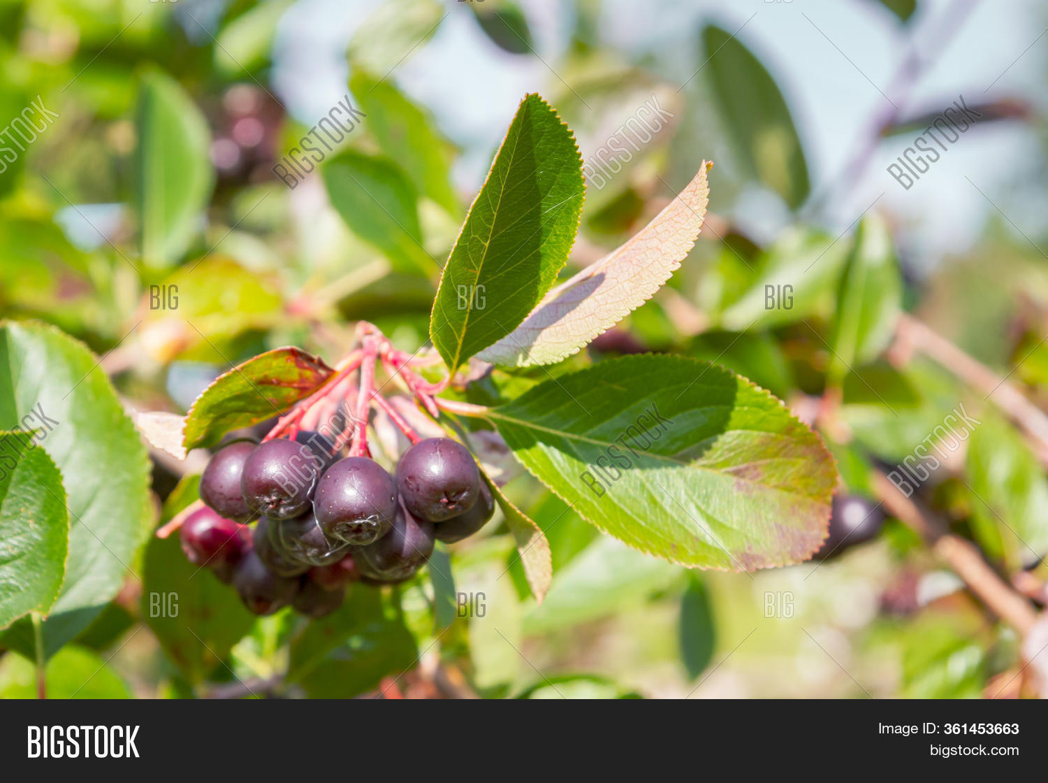 Chokeberry Grows On Image & Photo (Free Trial) | Bigstock