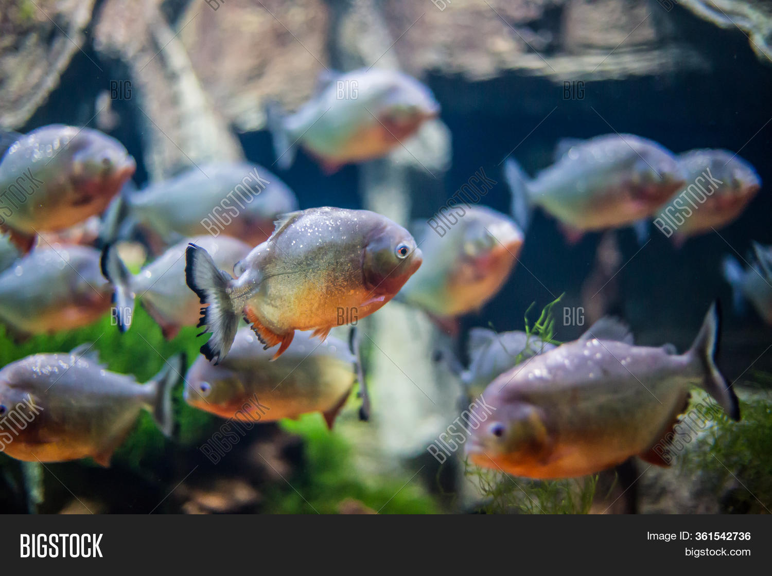 Bright Fish Sharp Image & Photo (Free Trial) | Bigstock