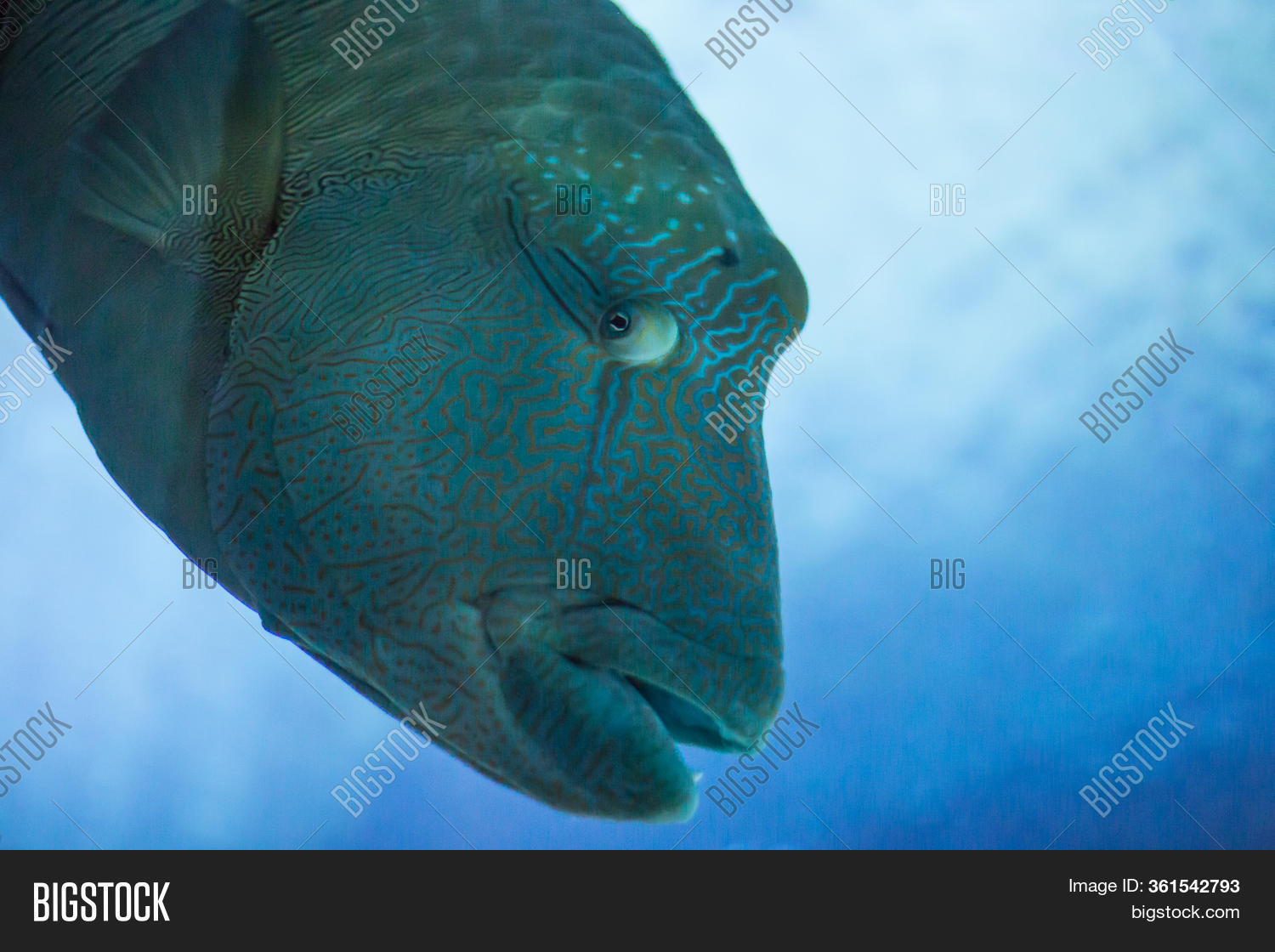 Large Fish Huge Eyes Image & Photo (Free Trial) | Bigstock