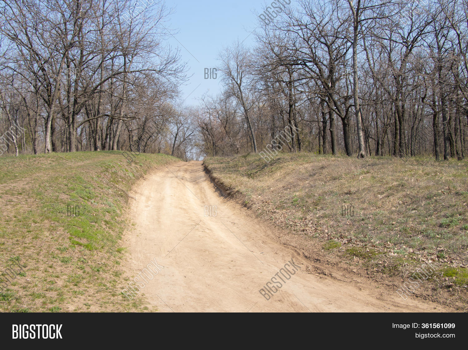 Long Path Forest Image & Photo (Free Trial) | Bigstock