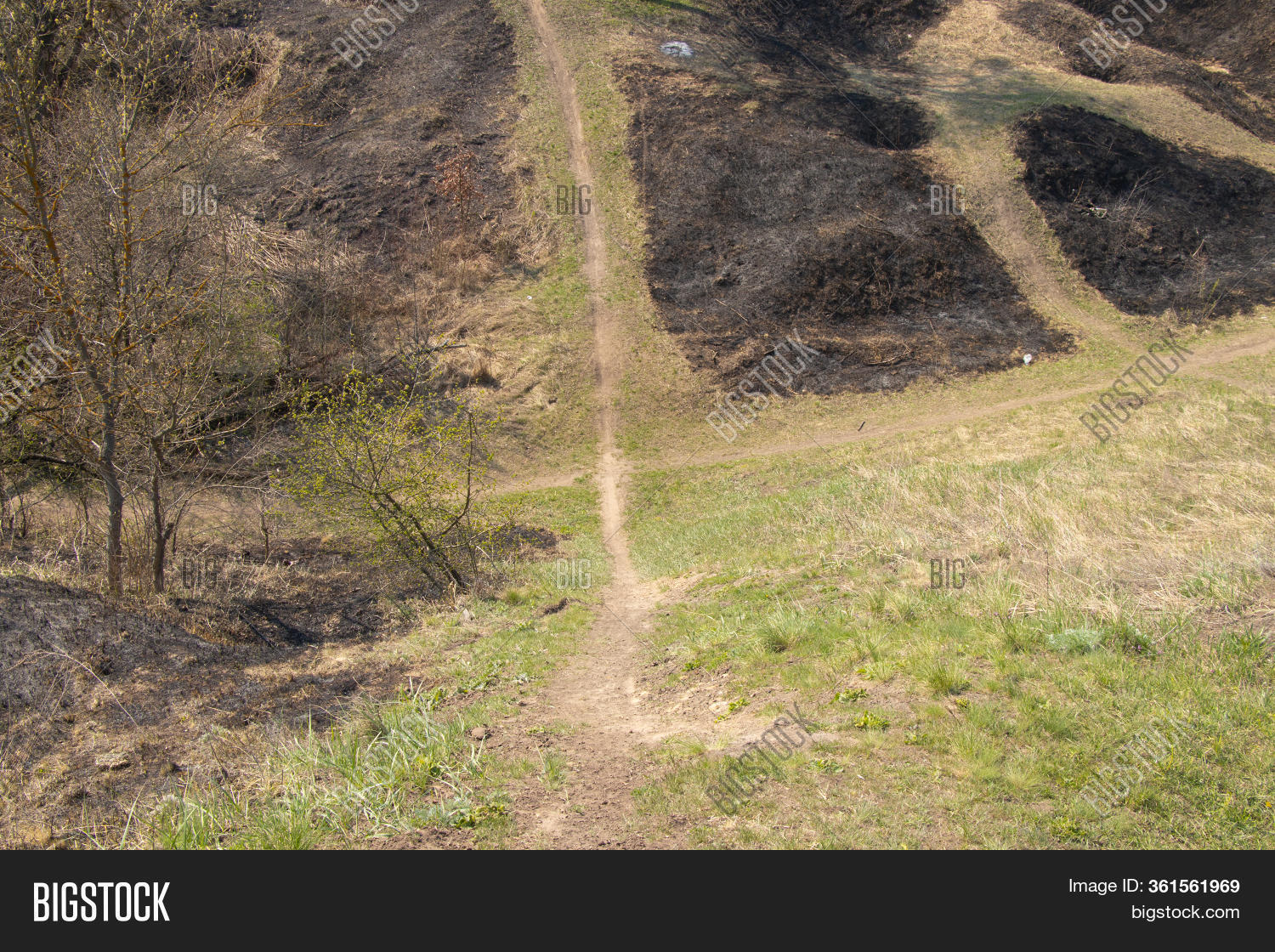 Long Path Forest Image & Photo (Free Trial) | Bigstock