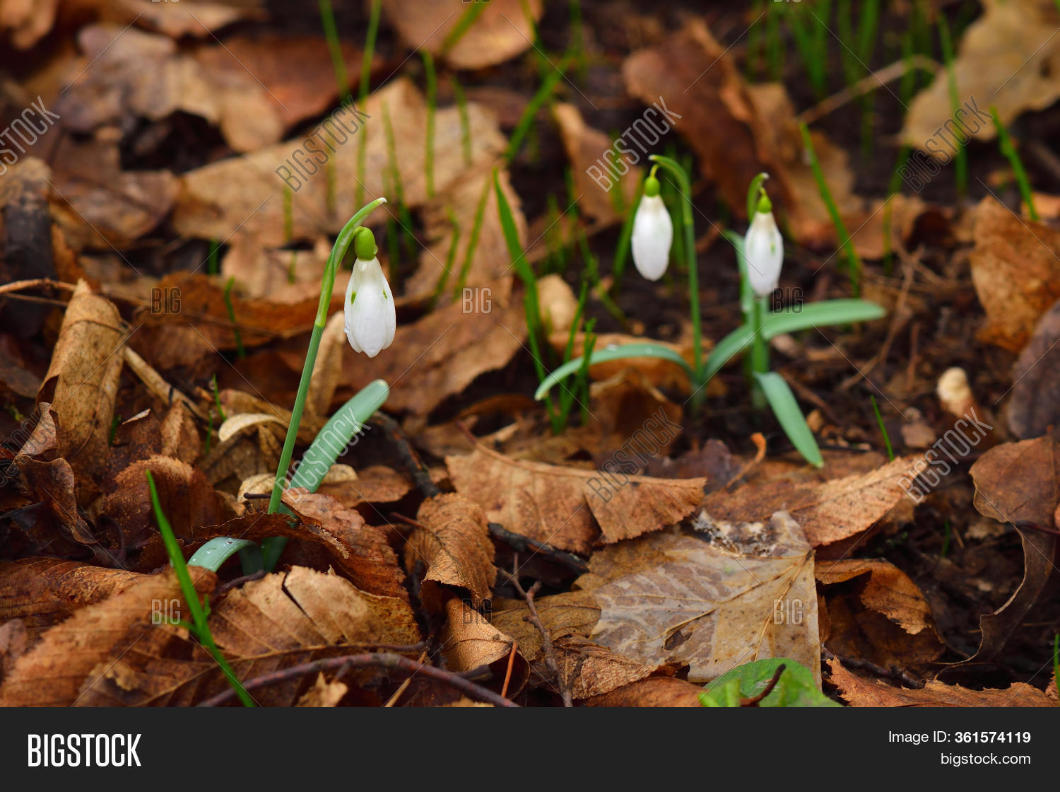 Three Snowdrop Flowers Image & Photo (Free Trial) | Bigstock
